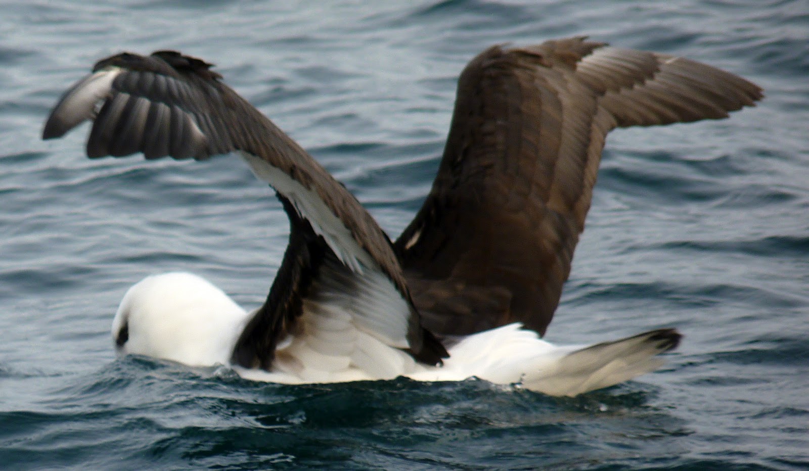 Birds on the brain: Black-browed Albatross off Cape Hatteras
