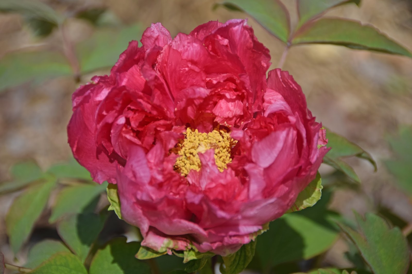 Southern Peony: 2018 Amazing Color Changing Tree Peony 'Taiyo' 太陽 (The Sun)