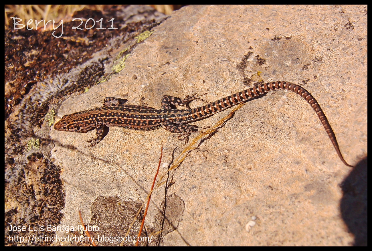 El Rinche de Berry : Fauna