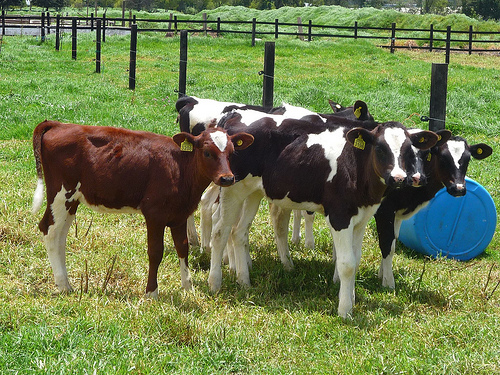 Agronomía en La Pampa.: Bienestar de los terneros de la crianza: Medio ...
