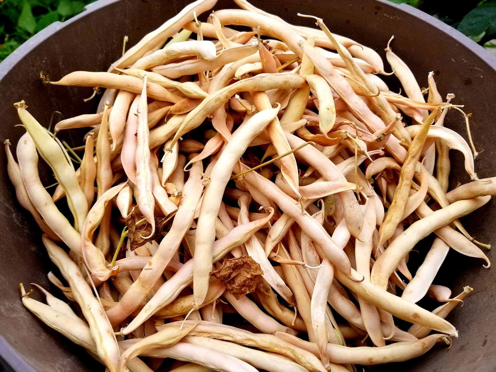 Beans, Peas, Root Vegetables and Saving Seeds