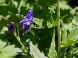 Aconitum spp, Visha, Vatsnabh Monkshood, Wolfsbane