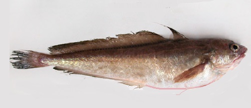 Mi Libro de recetas de cocina "Pasión por cocinar": LA LOCHA