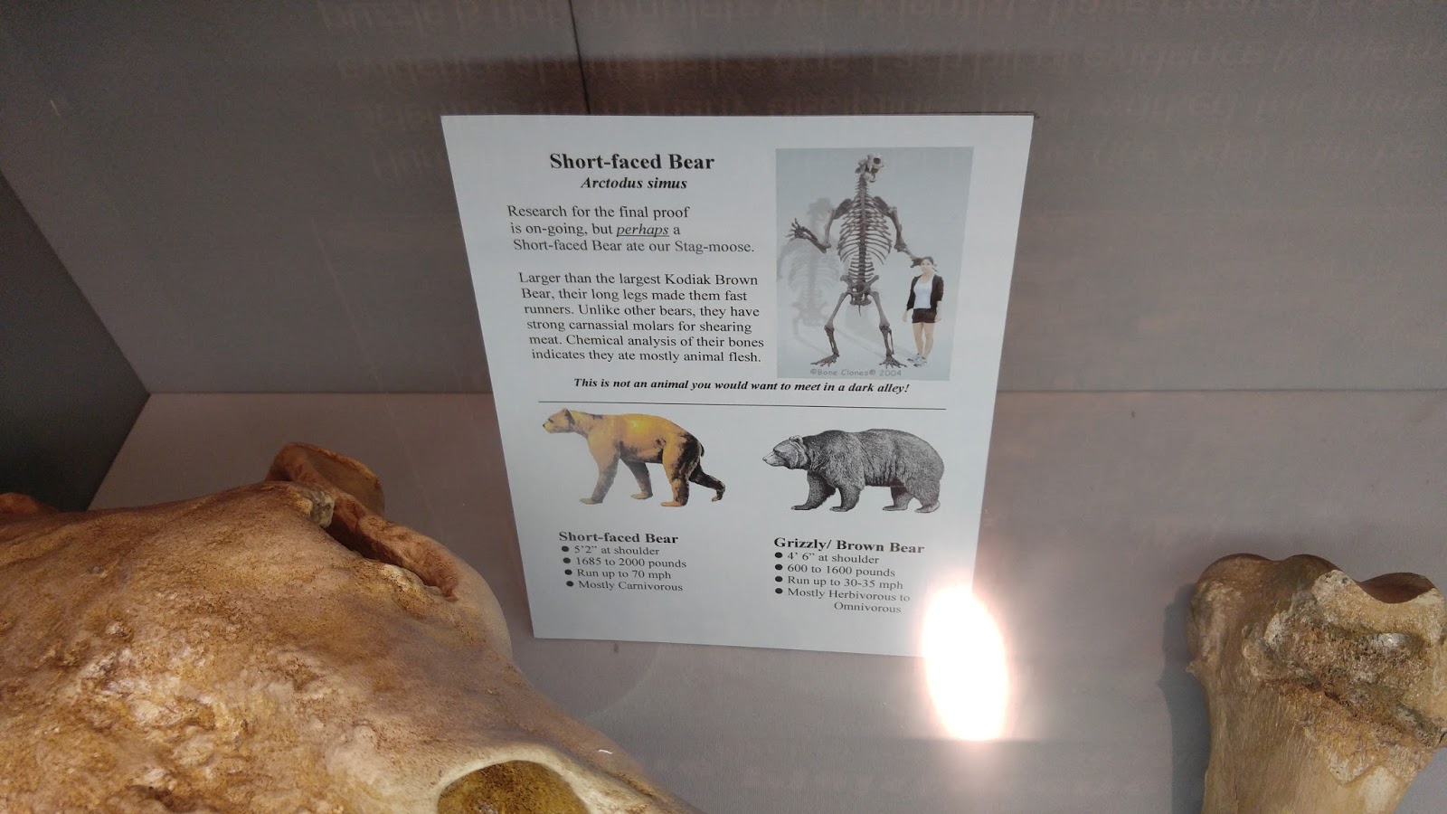 Travels of a Hobgoblin Taphophile: Fossil Stag Moose - Ohio History Center