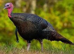 CONLANEVERAVACIA: EL PAVO