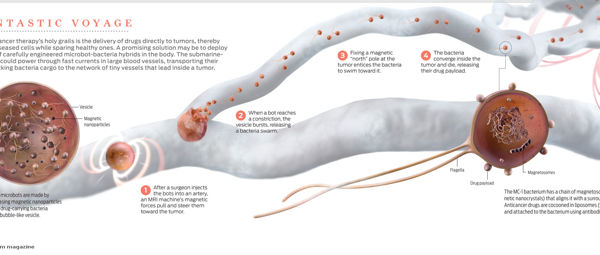 Magnets steer medical 50 micron microbots through blood vessels ...