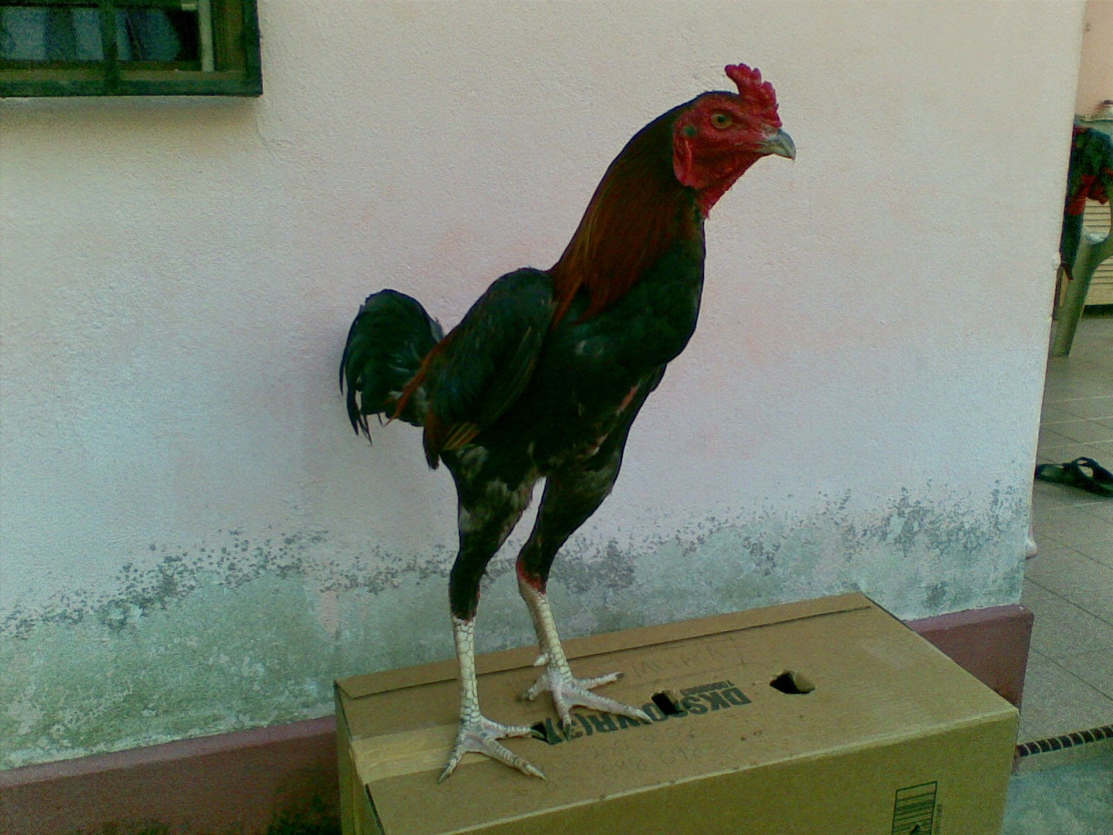 Ayam Siam / Ayam Sabung: Ayam Batang Kaki -Si Balung Pacak