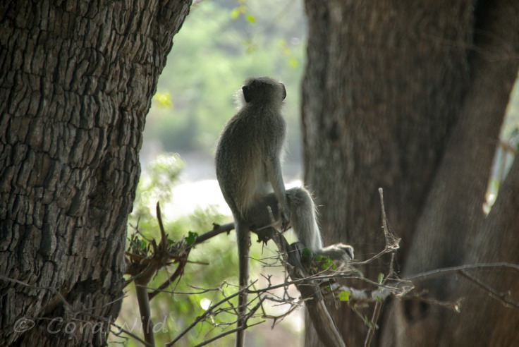 Coral Wild - A Safari Guides Diary: A Spring parade of animals....