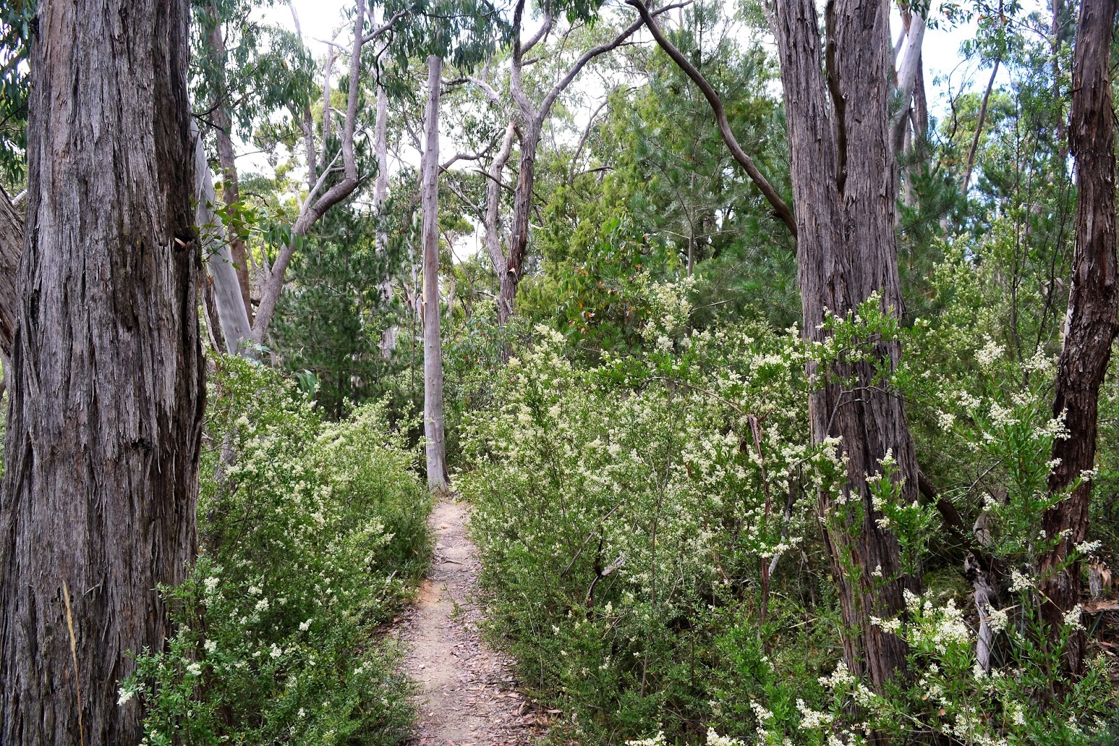 Goin' Feral One Day At A Time: Creswick Forest, Creswick Regional Park ...