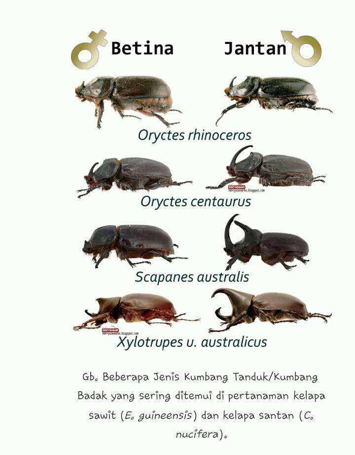 Penanggulangan Hama Kumbang Tanduk (Oryctes) Secara Alami