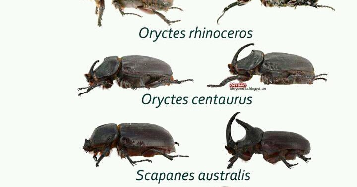 Penanggulangan Hama Kumbang Tanduk (Oryctes) Secara Alami