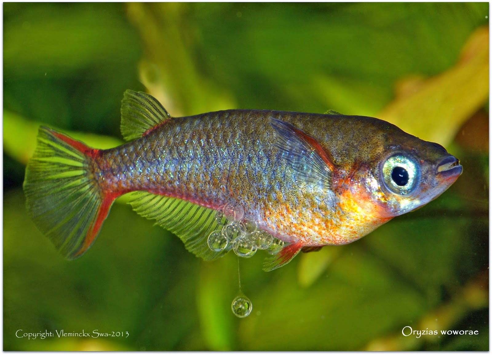 Studio Kwaak: "Daisy's Ricefish" Oryzias woworae.