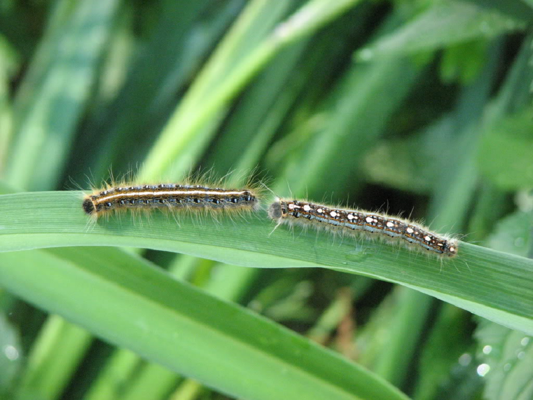 LE PROCESSIONARIE, un pericolo da conoscere e da evitare - Blog di ...