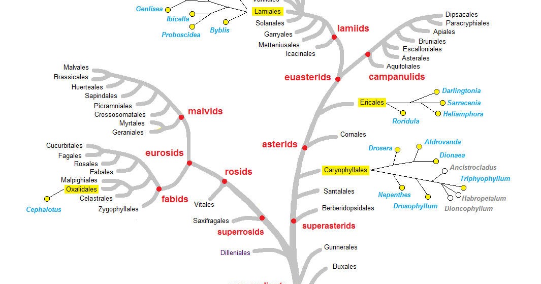 PRGC(A) DEPARTMENT OF BOTANY: Angiospermic Phylogenetic Group IV