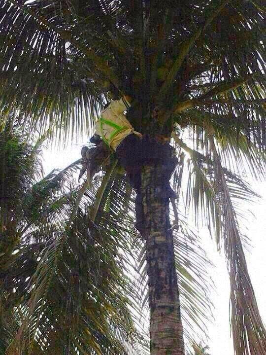 alameda cultural: Oi , Trepa No Coqueiro......