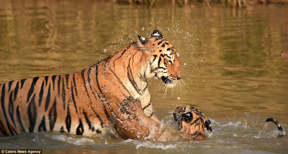Adorable photos of a Tiger bathing her cub