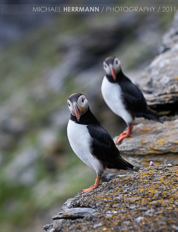 Landscape Photography in Kerry, Ireland: Skellig Birds, part one.