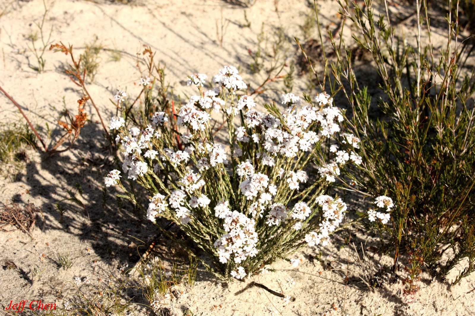 Jeff Chen旅遊登山攝影: Badgingarra National Park, WA