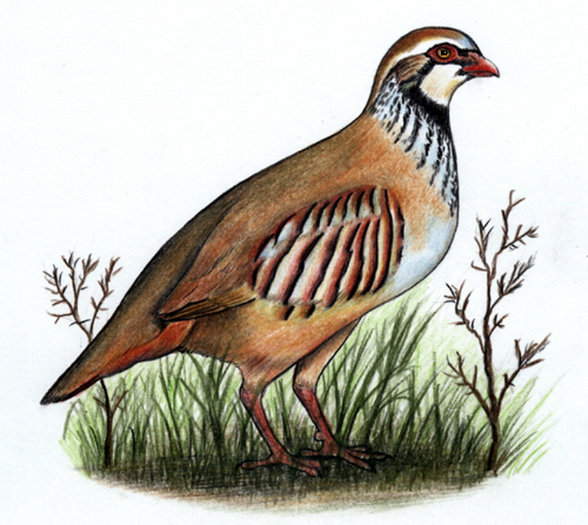 Pintura Artística J.Quintanilla: Dibujos