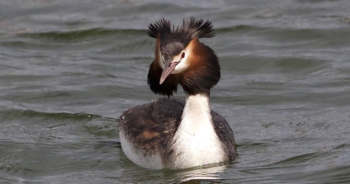 Avithera: Aquatic birds with lobed feet