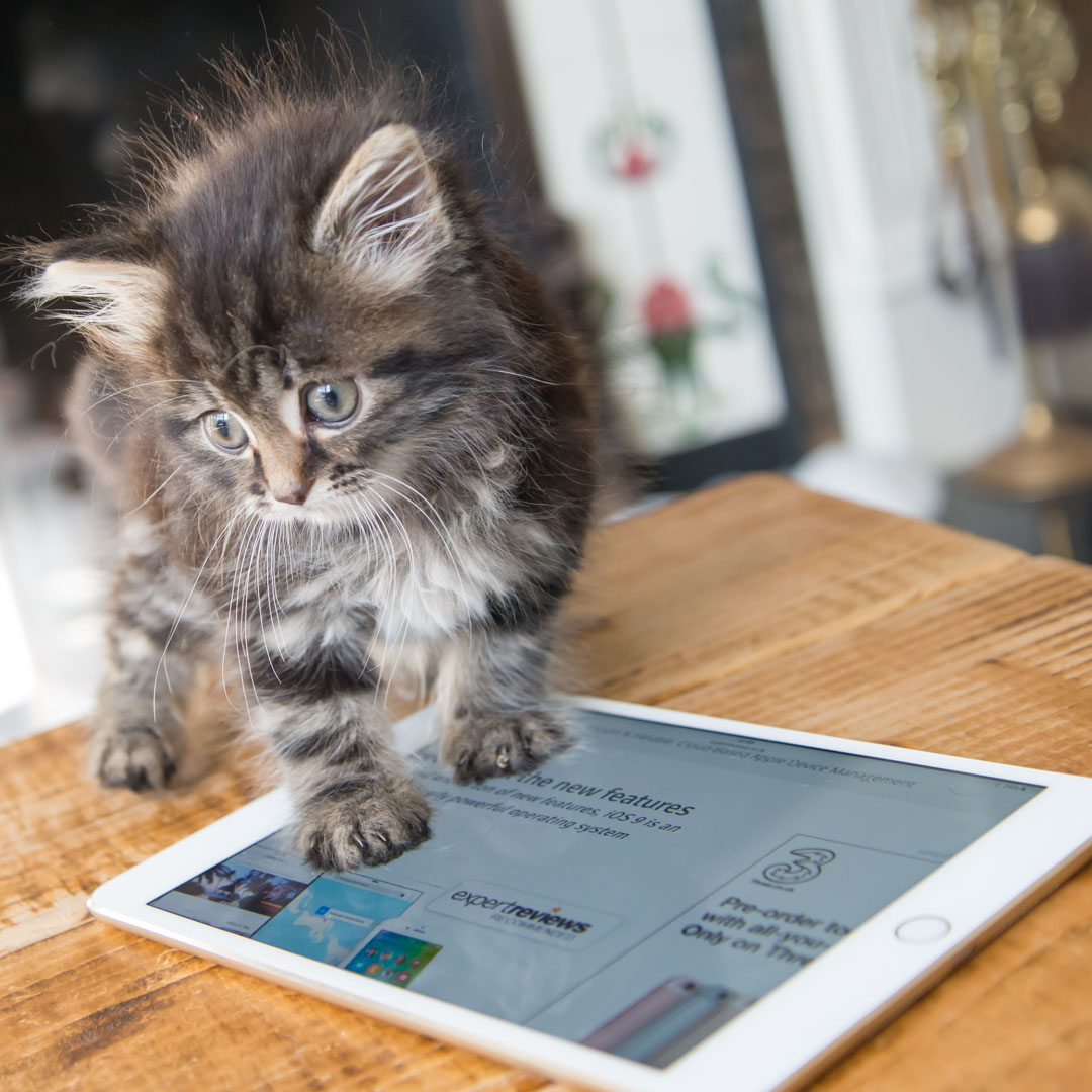 Aussie Pets are Pampered Pets | Australian Dog Lover