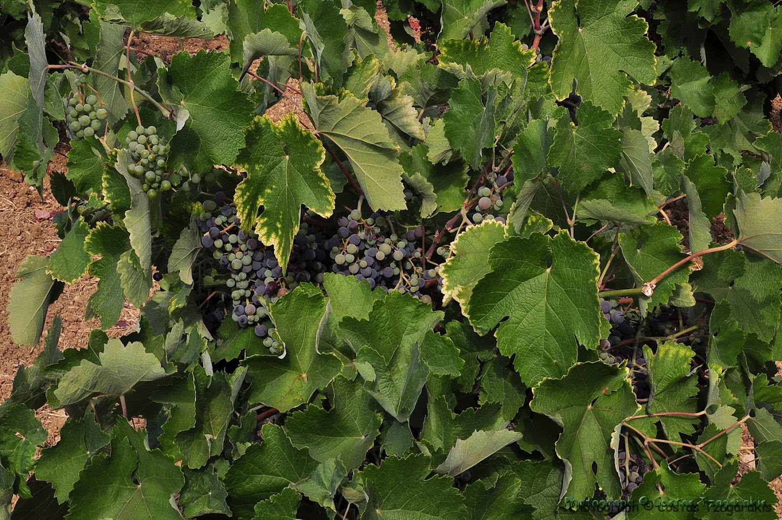 Nature Digital : Grapes and figs. Σταφύλια και σύκα.