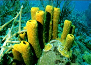 Invertebrates!!!: Porifera