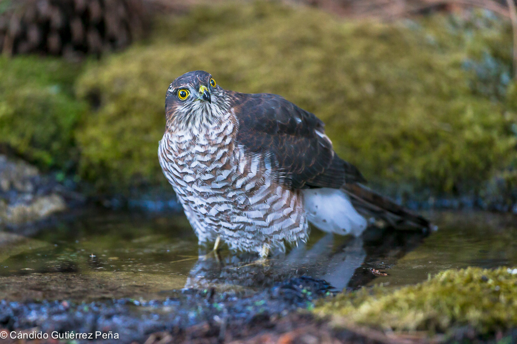 GAVILAN COMUN - Accipiter Nisus | Observatorio de la Naturaleza