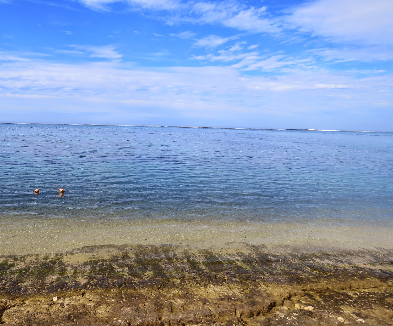 Birding Poole Harbour & Beyond: 3 Nov 14 - Off To See Noddy (& Some ...