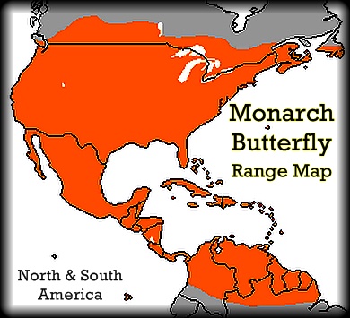 LushGreenVA: The Magnificent Monarch Butterfly