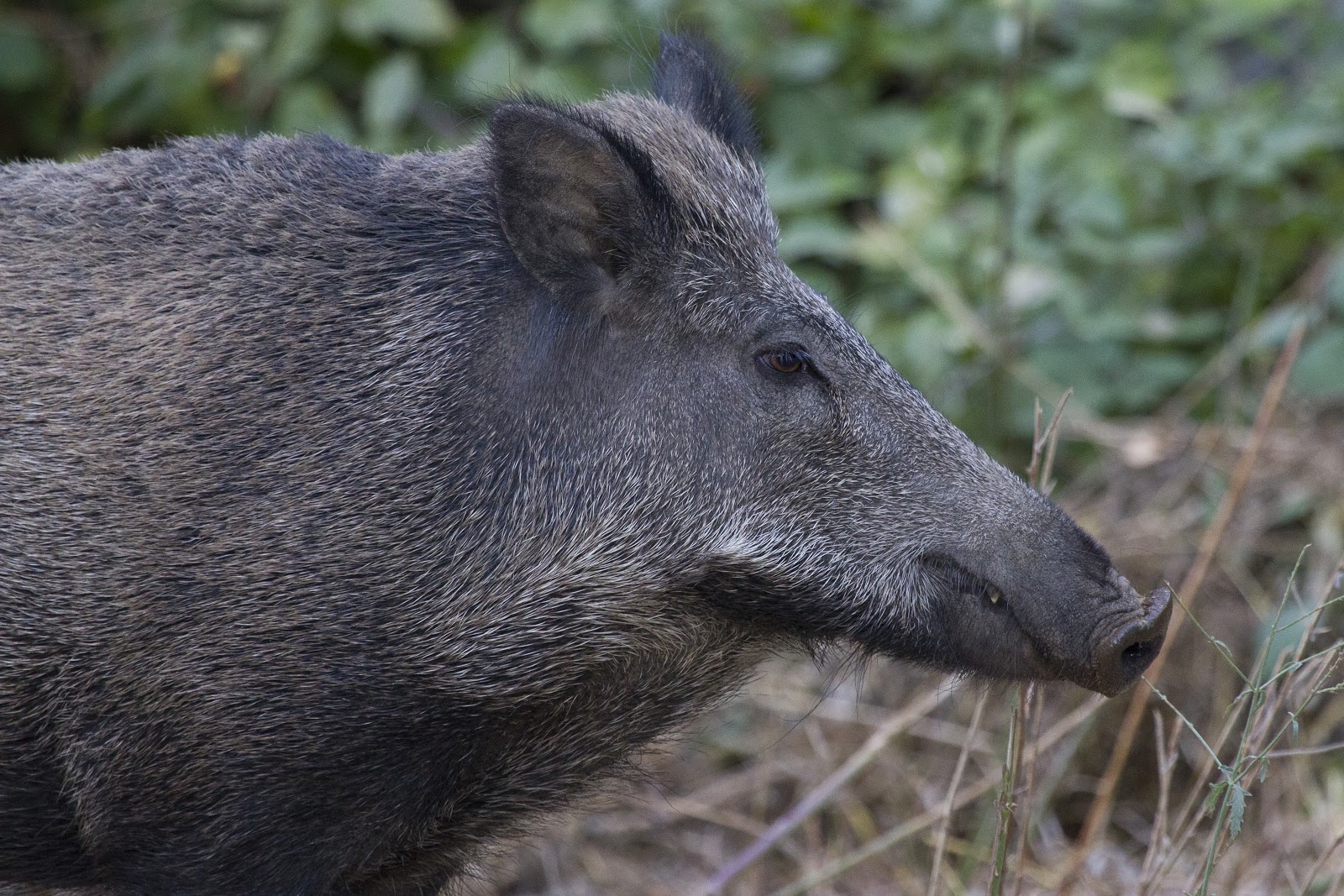 Foto naturalistiche: Cinghiale