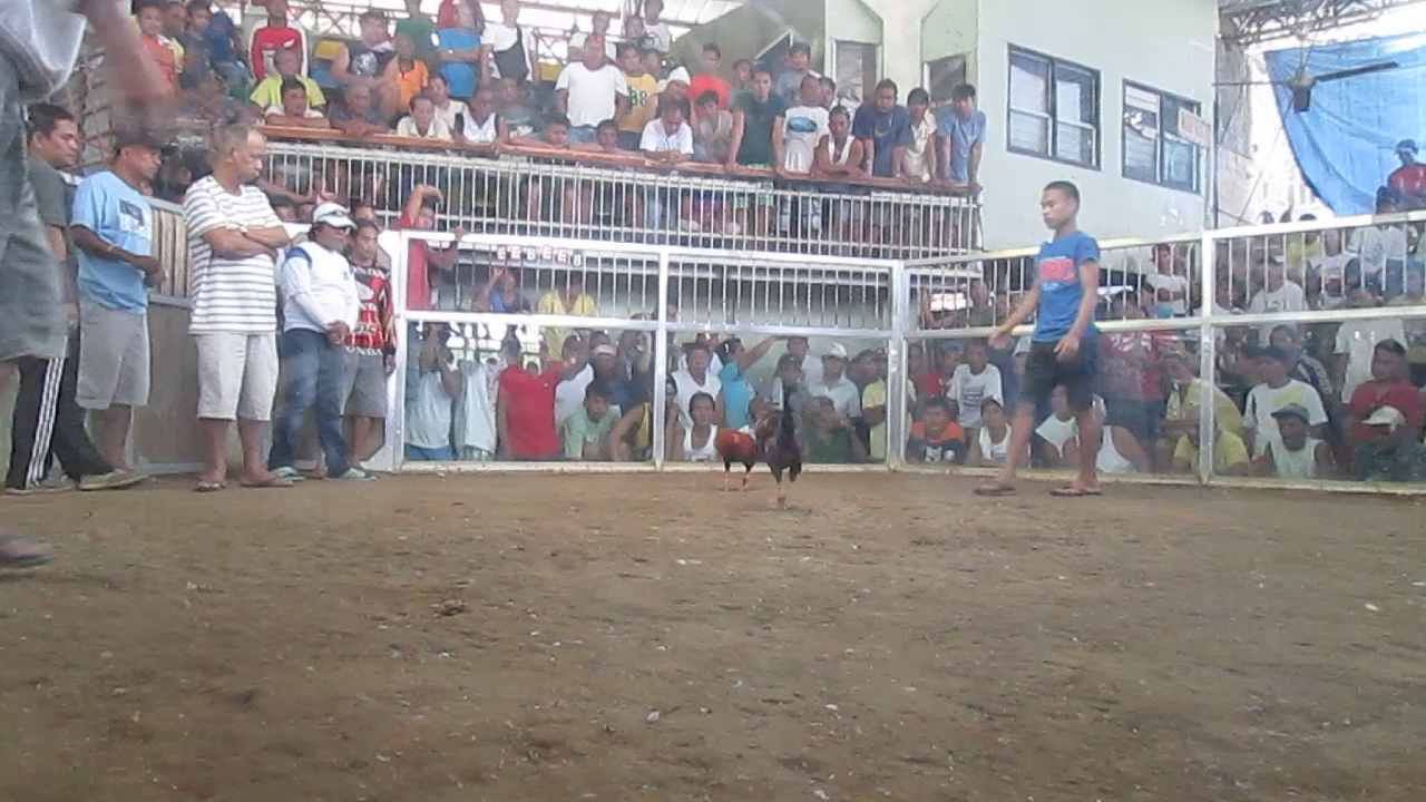 Sabong Pilipinas Fights - Tubigon Cockpit Arena, Bohol Fight # 6 ...