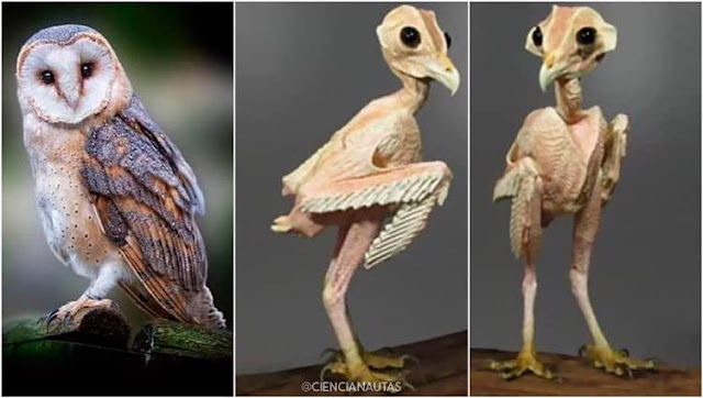 Así se ve una Lechuza de campanario sin plumas. 🦉