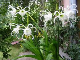 Ogród Marzeń: Ismena