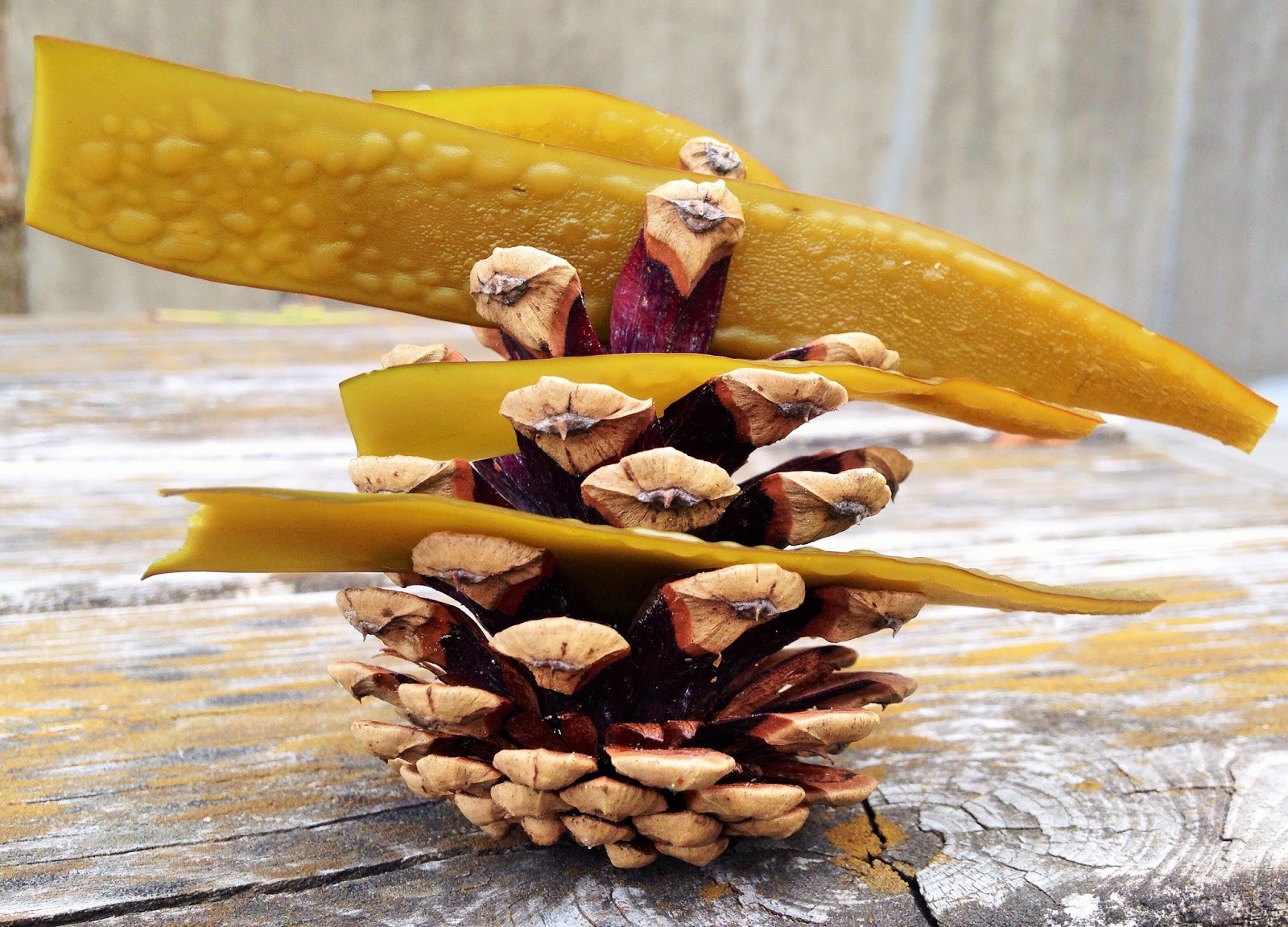 Tang Mad Fra Hav: Hvorfor er spiselig Tang en naturlig lykkepille???
