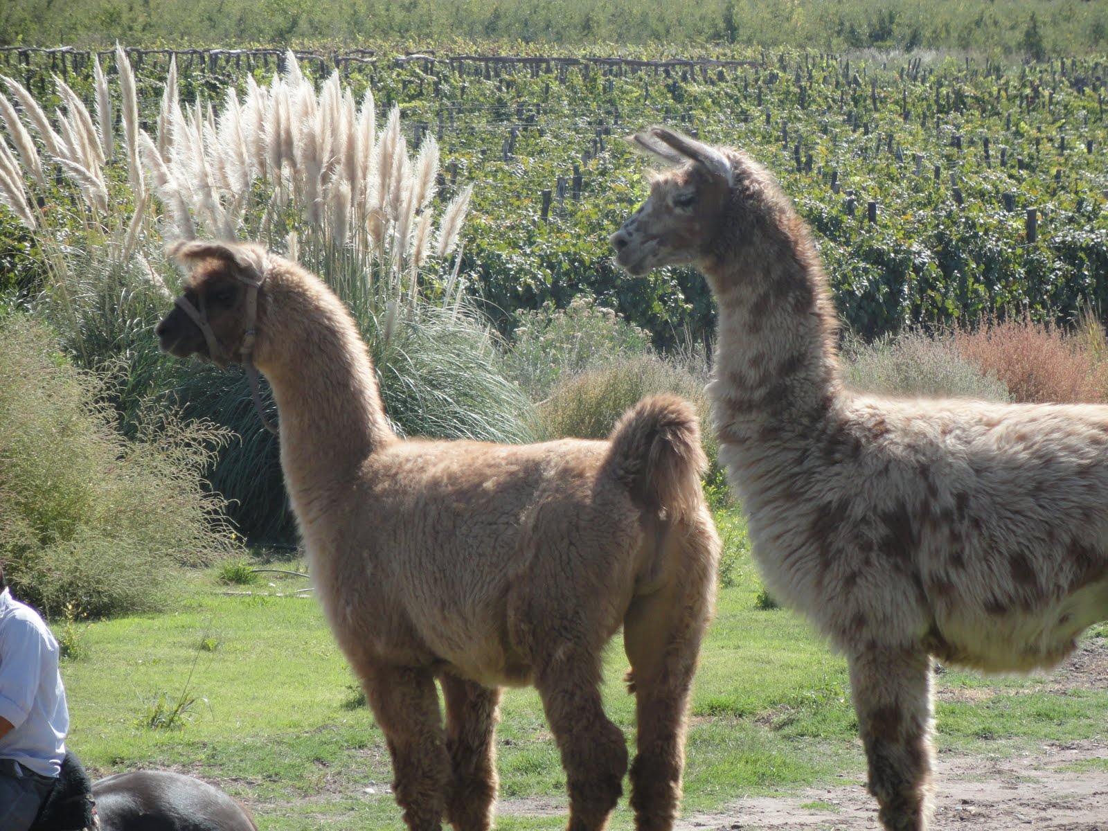 The Passionate Foodie: The Llamas of Alma Negra