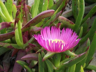 Treading Soft Earth: Ice at the Beach