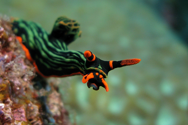 k a r y a w a n b i s u: Karya Haiwan | Pari-Pari Laut