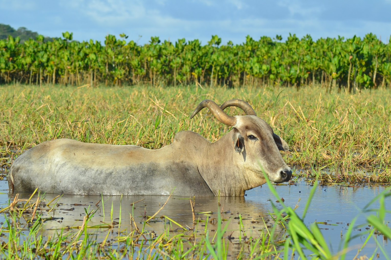 Guyane : Observer les caïmans aux marais de Kaw - Les rêveries d'Isisya