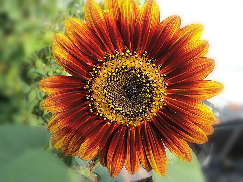 Rosesana's Sunflower: Fire in The Sky - sunflower