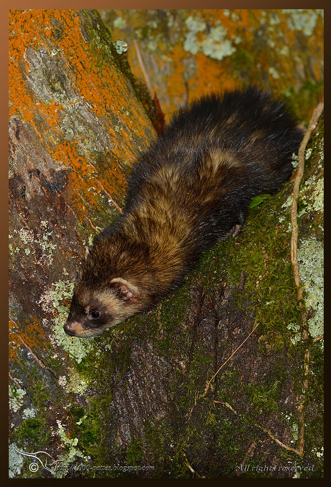 WILDLIFE GATEWAY: Putois d'Europe