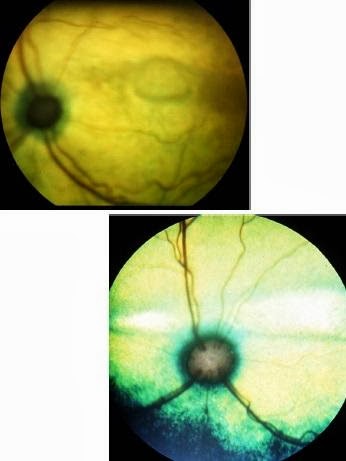 Klinik Haiwan Kampar ku sayang: Feline Nutrition