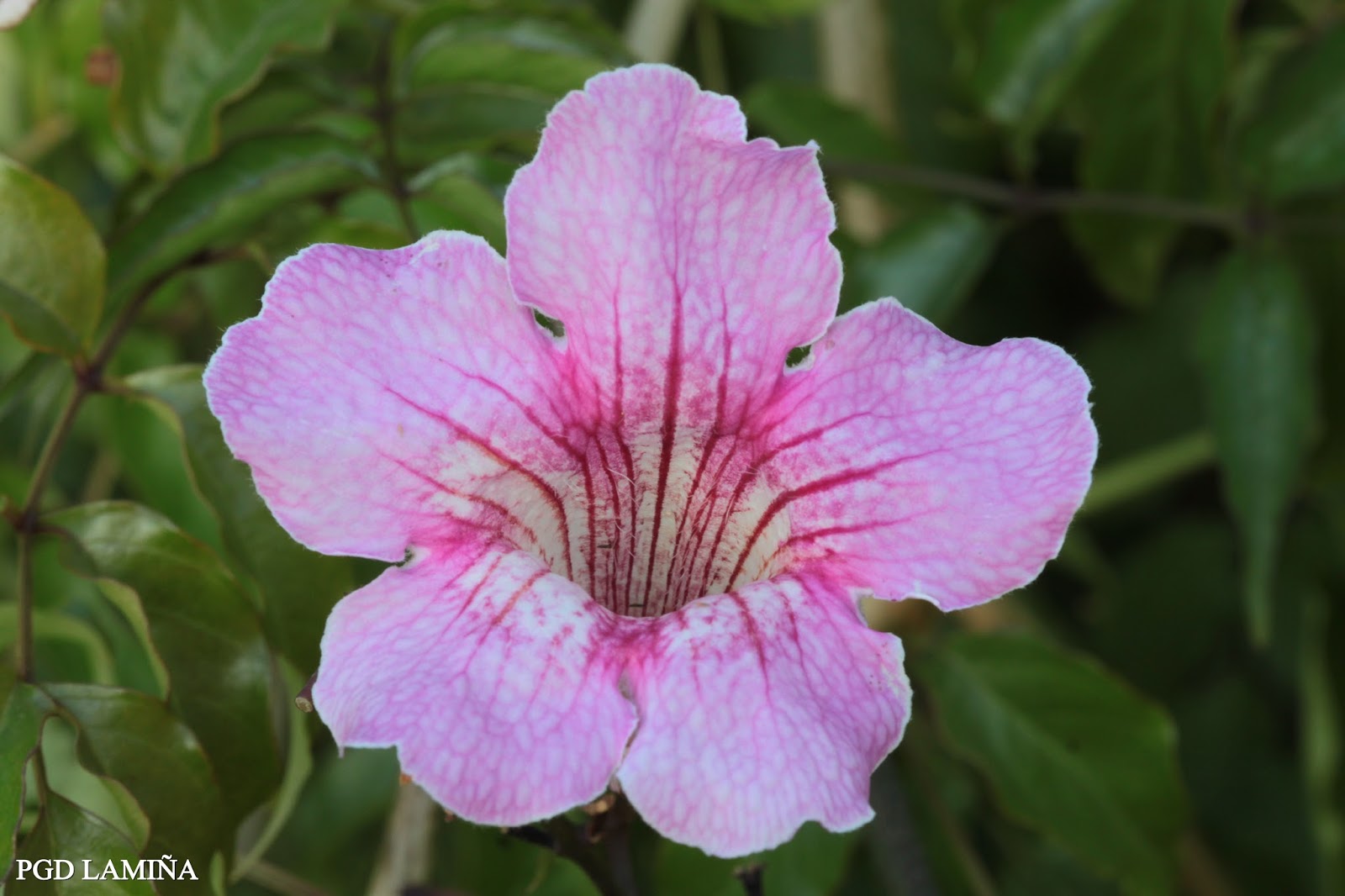 PODRANEA RICASOLIANA. bignonia rosa. podranea.