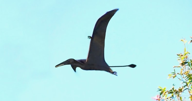 ローペン ― パプアニューギニアで目撃されている翼竜のようなUMA ―｜珍奇ノート