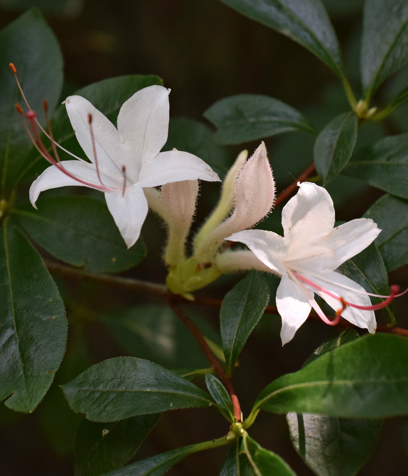Using Georgia Native Plants: Summer Shrubs