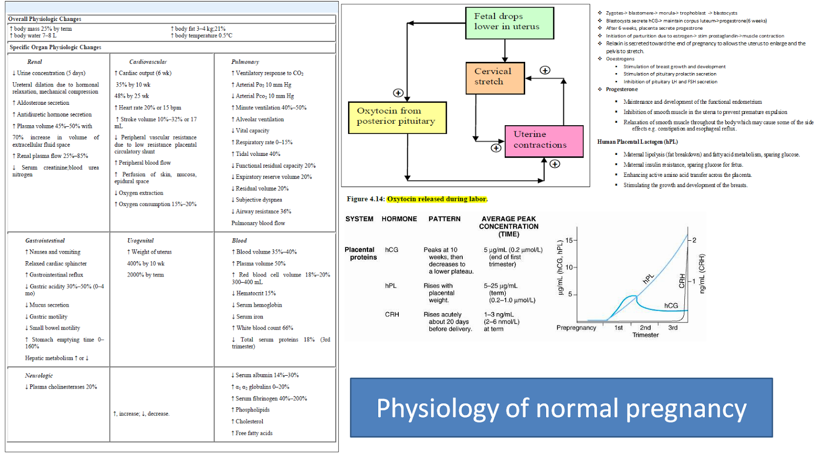 Medical Concept maps : Reproductive System