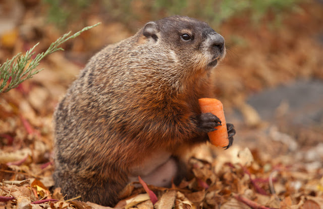 Groundhog | The Biggest Animals Kingdom