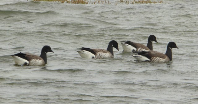 Portland Bird Observatory and Field Centre: 4th September