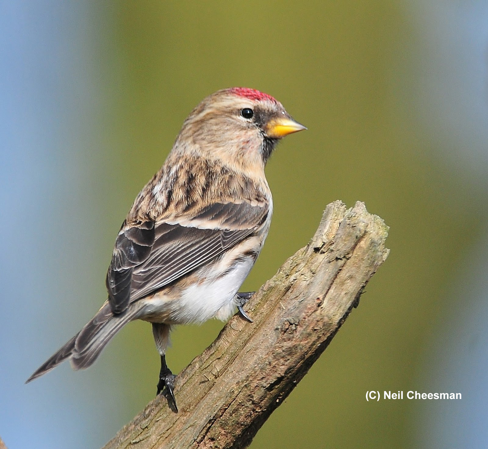 British Wildlife Photography: Lesser Redpoll