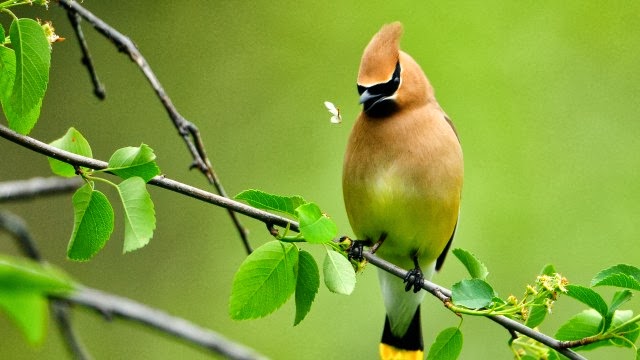 Beautiful Nice and Lovely Birds Images - Duul Wallpaper